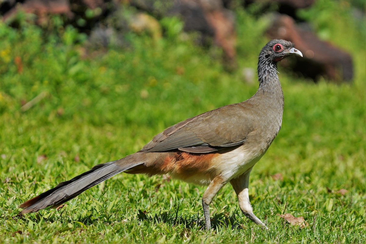 ML434425201 - West Mexican Chachalaca - Macaulay Library