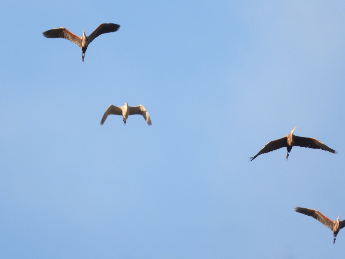 Israel Breeding Bird Atlas Checklist - 12 Apr 2022 - Gaash Fields שדות ...