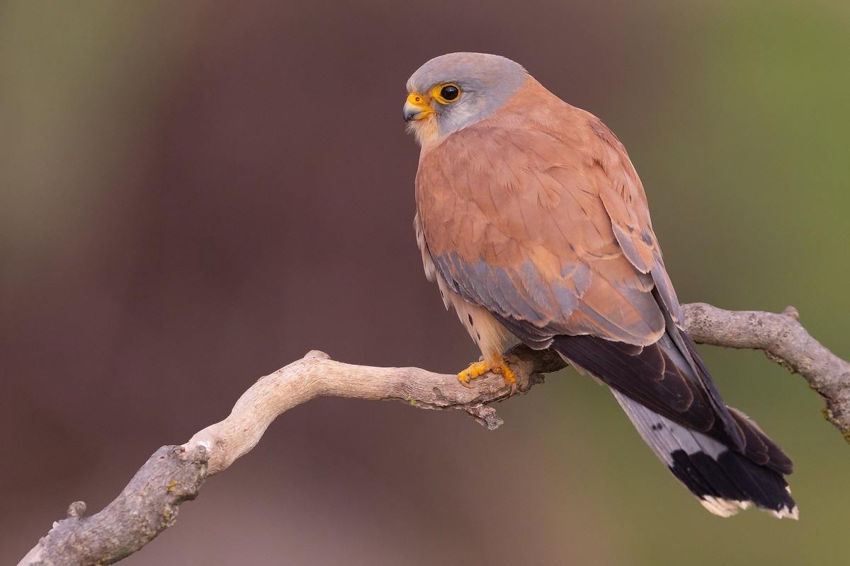 Lesser Kestrel - Falco naumanni - Media Search - Macaulay Library and eBird