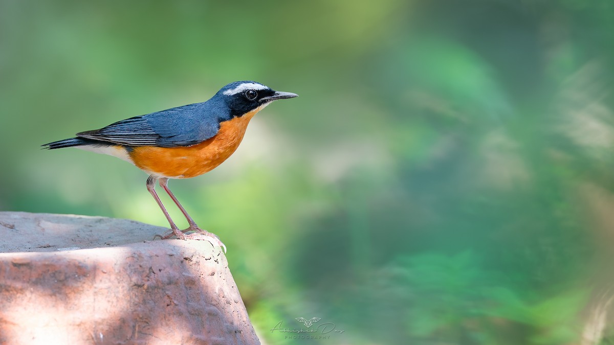 ML434994711 - Indian Blue Robin - Macaulay Library