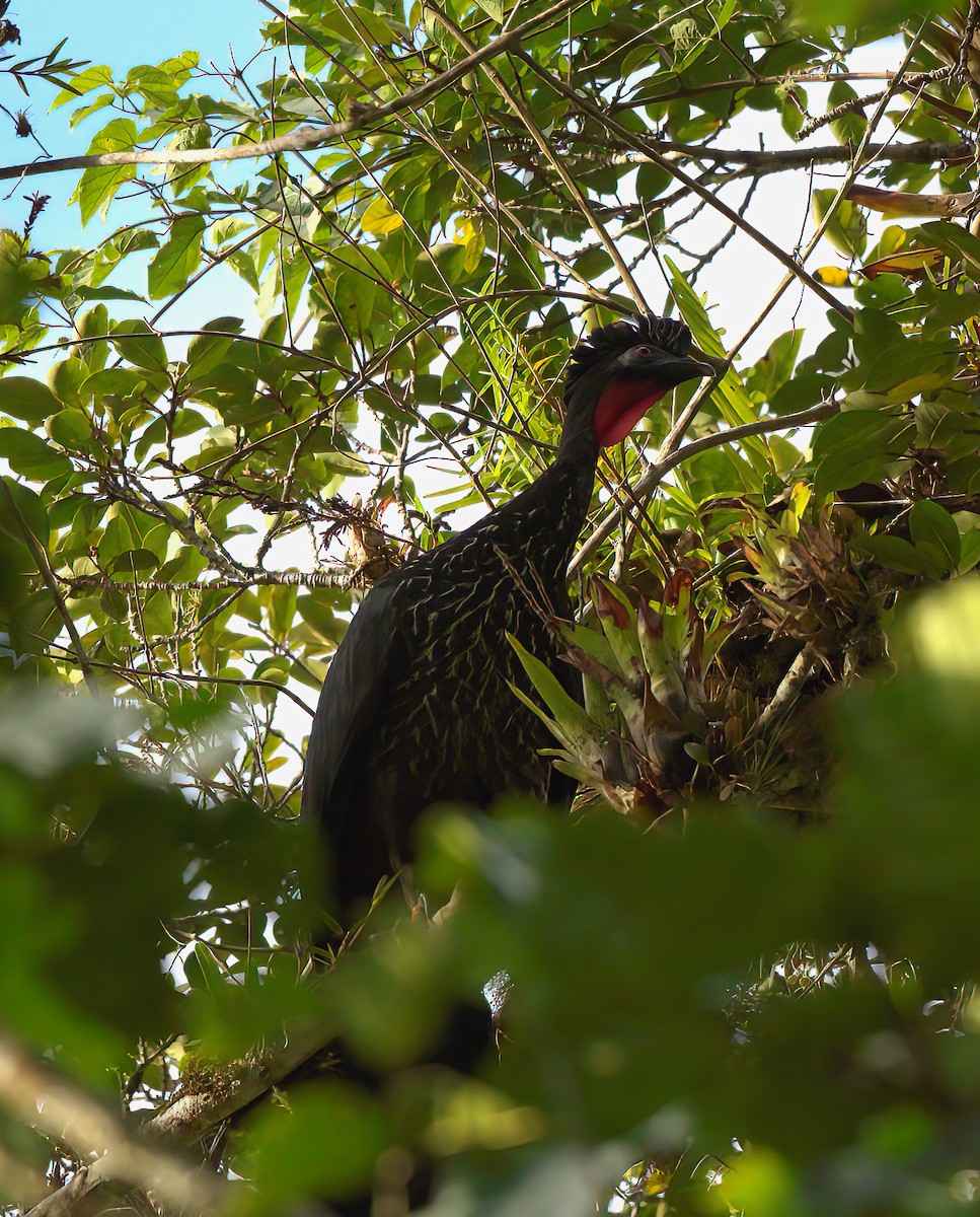 eBird Checklist - 6 Mar 2022 - Reserva El Copal (Tausito) - 40 species