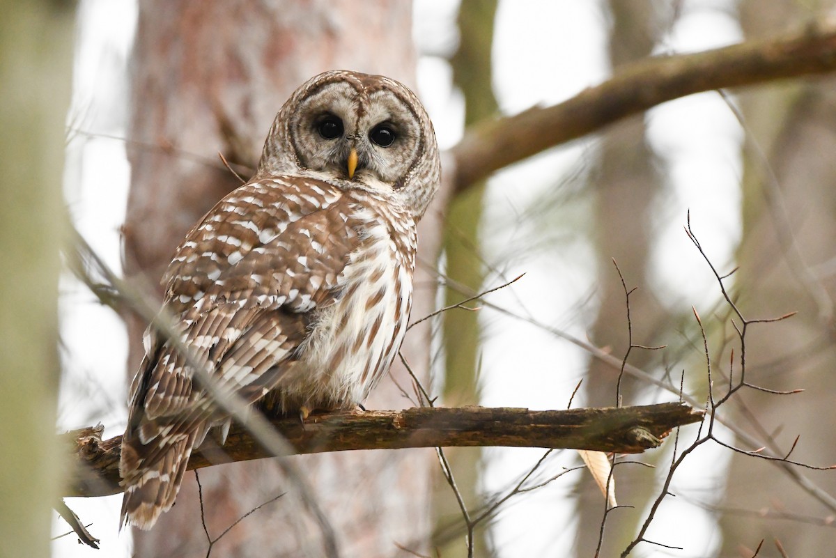 ML435452261 - Barred Owl - Macaulay Library