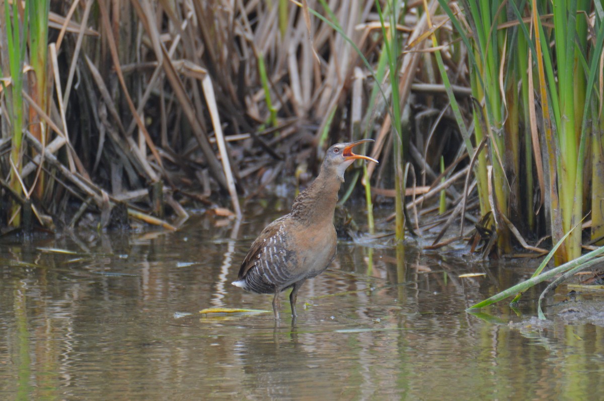eBird Checklist - 11 Apr 2022 - South Padre Is.--Birding and Nature ...