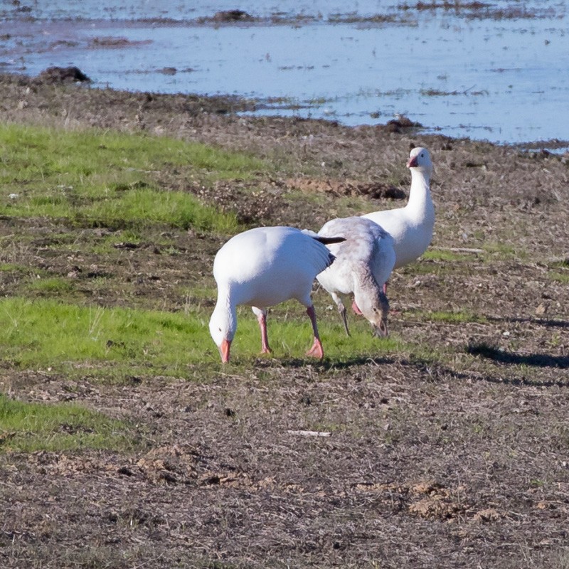 eBird Checklist - 18 Dec 2016 - San Jose CBC, Alviso, Party 4 - 89 ...
