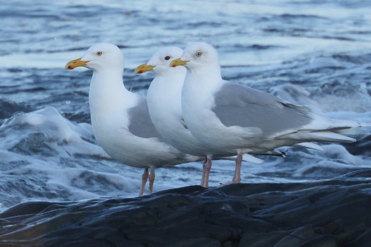 eBird Checklist - 16 Apr 2022 - Hartlen Point - 9 species (+1 other taxa)