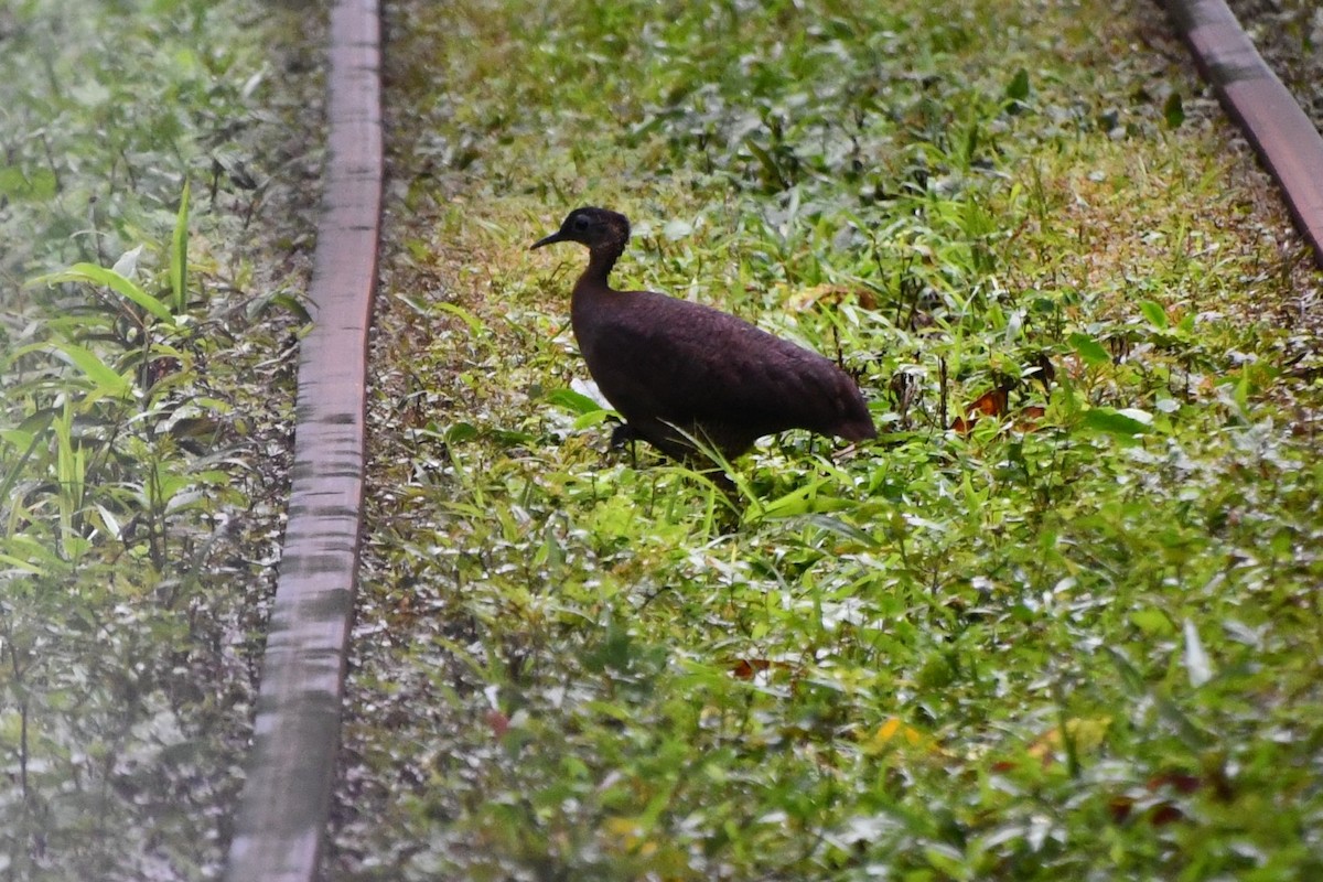 Berlepsch's Tinamou - Crypturellus berlepschi - Media Search - Macaulay ...