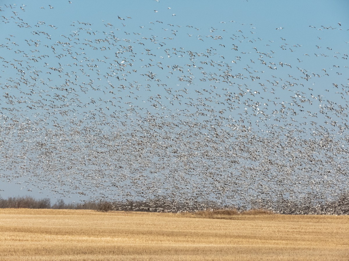 eBird Checklist - 18 Apr 2022 - Rollyview Road, New Sarepta, Alberta ...