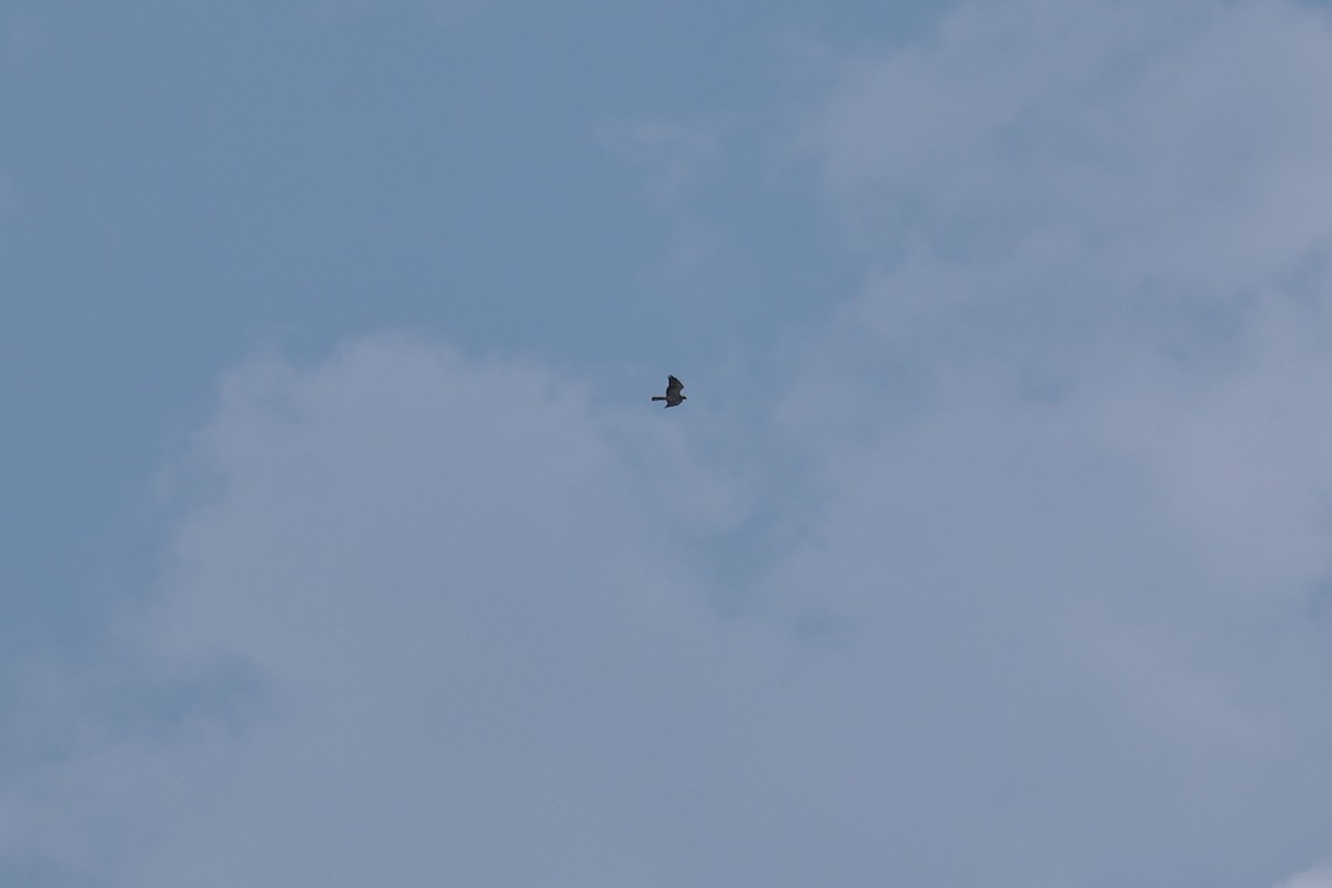 eBird Checklist - 6 Apr 2022 - King Ranch--Norias Division (Kenedy Co ...