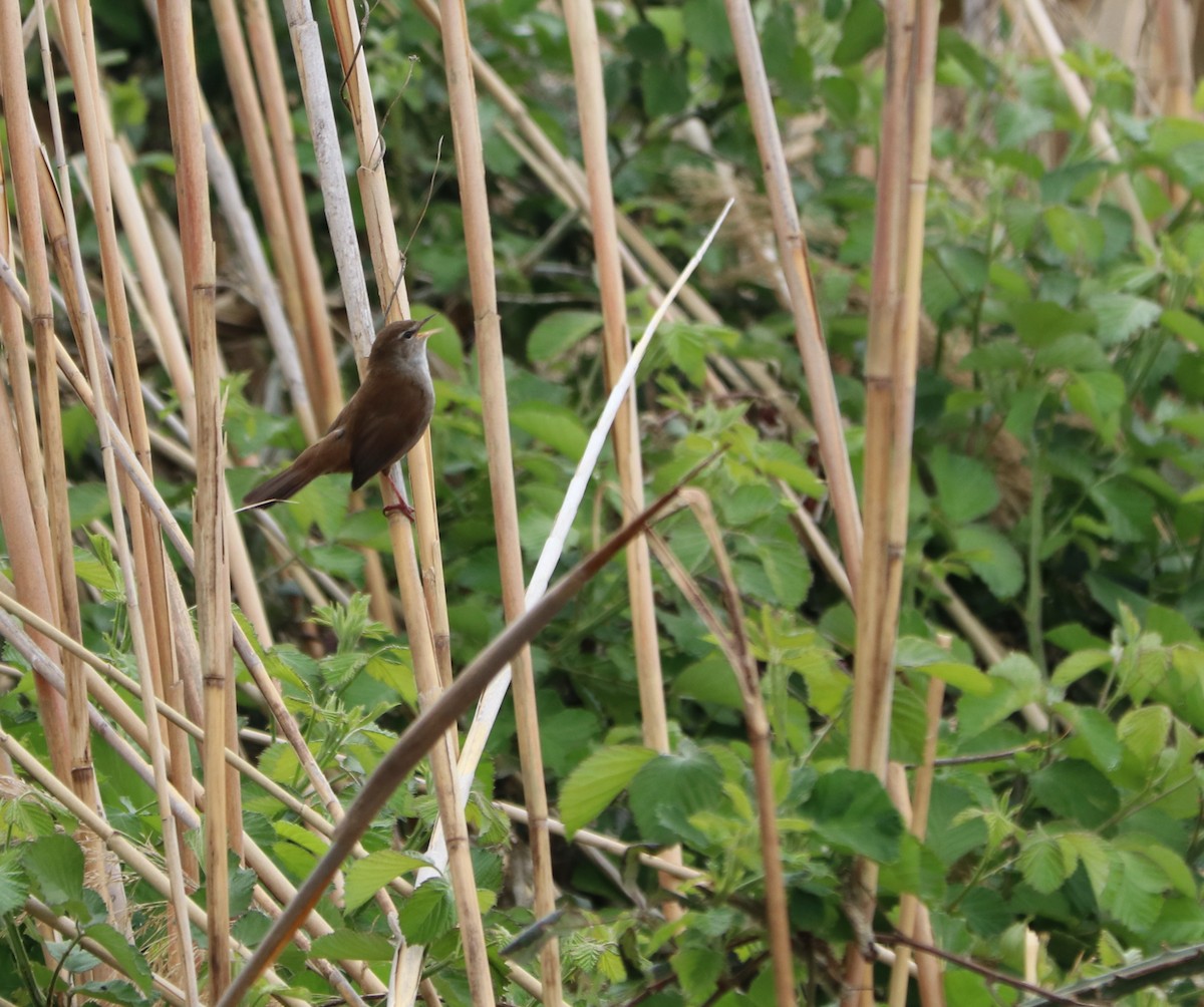 eBird Checklist - 21 Apr 2022 - Oasi Lago Salso - 25 species