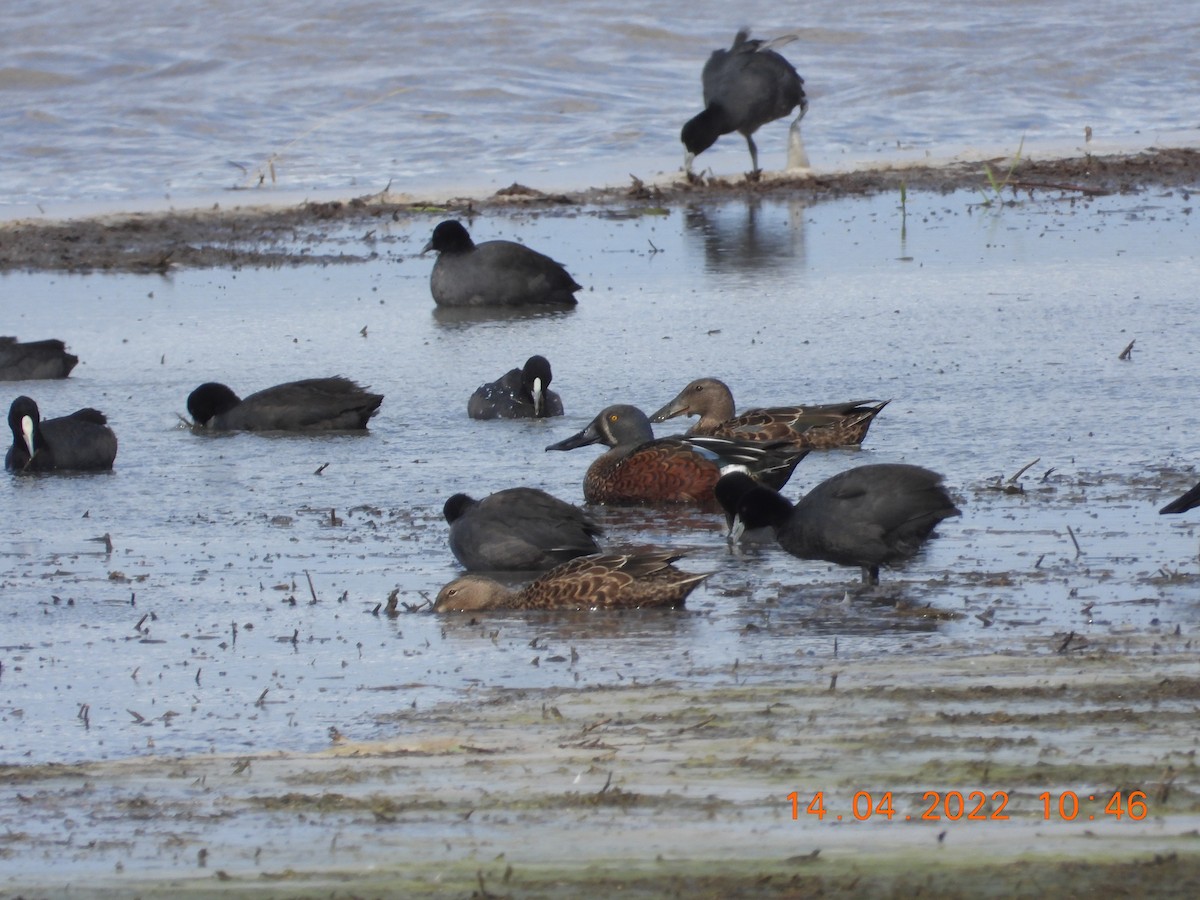 eBird Checklist - 19 Apr 2022 - Lake Goran - 43 species