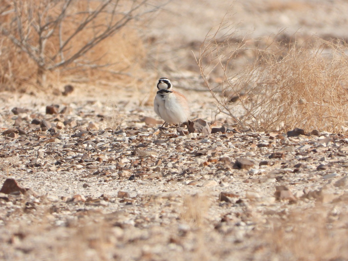Israel Breeding Bird Atlas Checklist - 23 Apr 2022 - Arava Valley--KM ...