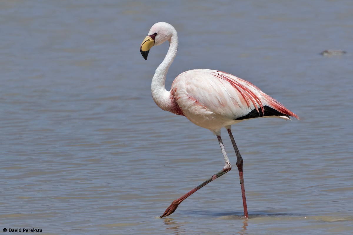 ML438999831 - James's Flamingo - Macaulay Library