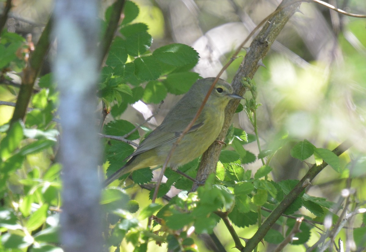 North Carolina Bird Atlas Checklist - 24 Apr 2022 - Sandy Mush Game ...