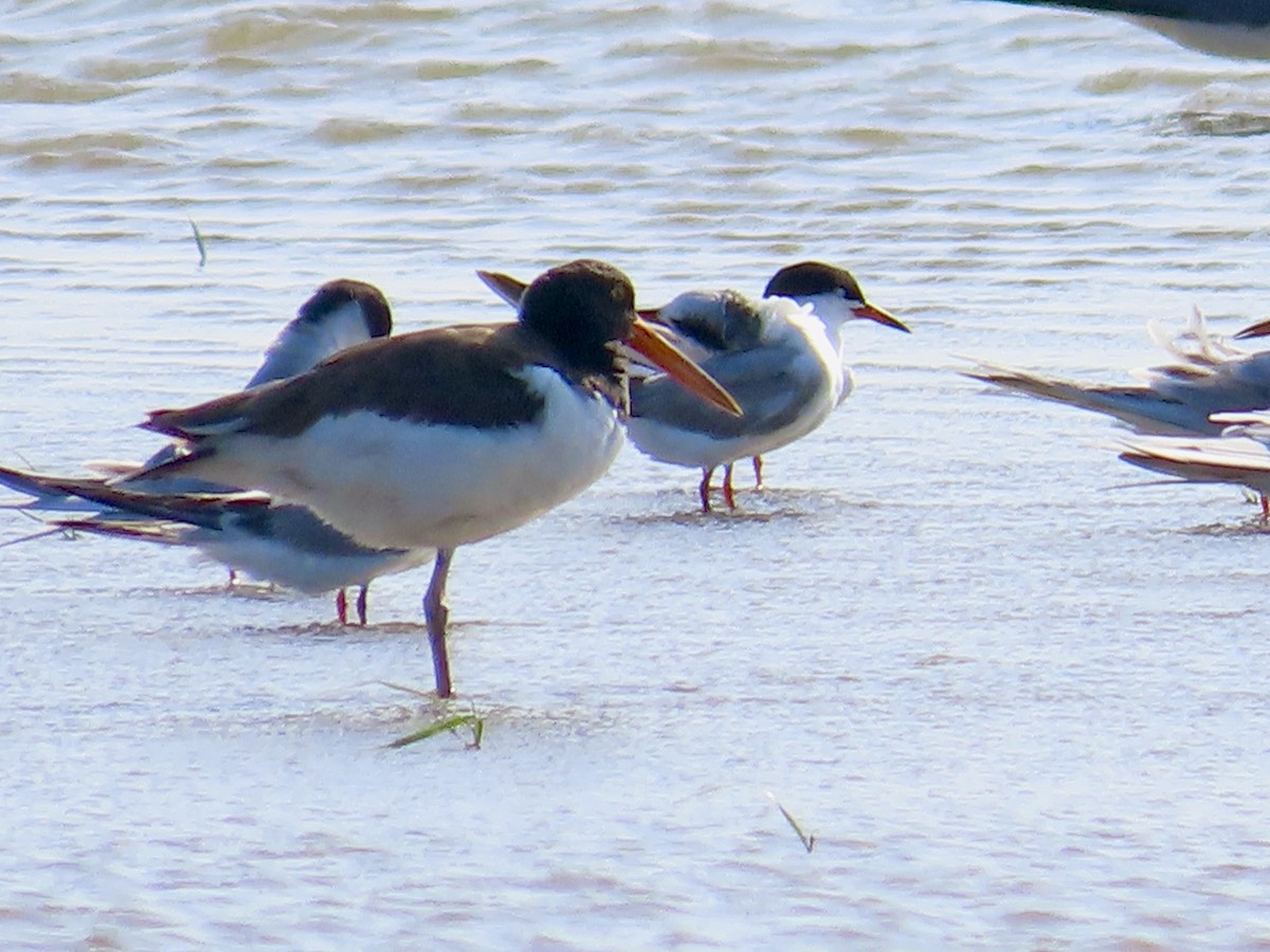 eBird Checklist - 24 Apr 2022 - Bolivar Flats Shorebird Sanctuary--17th ...