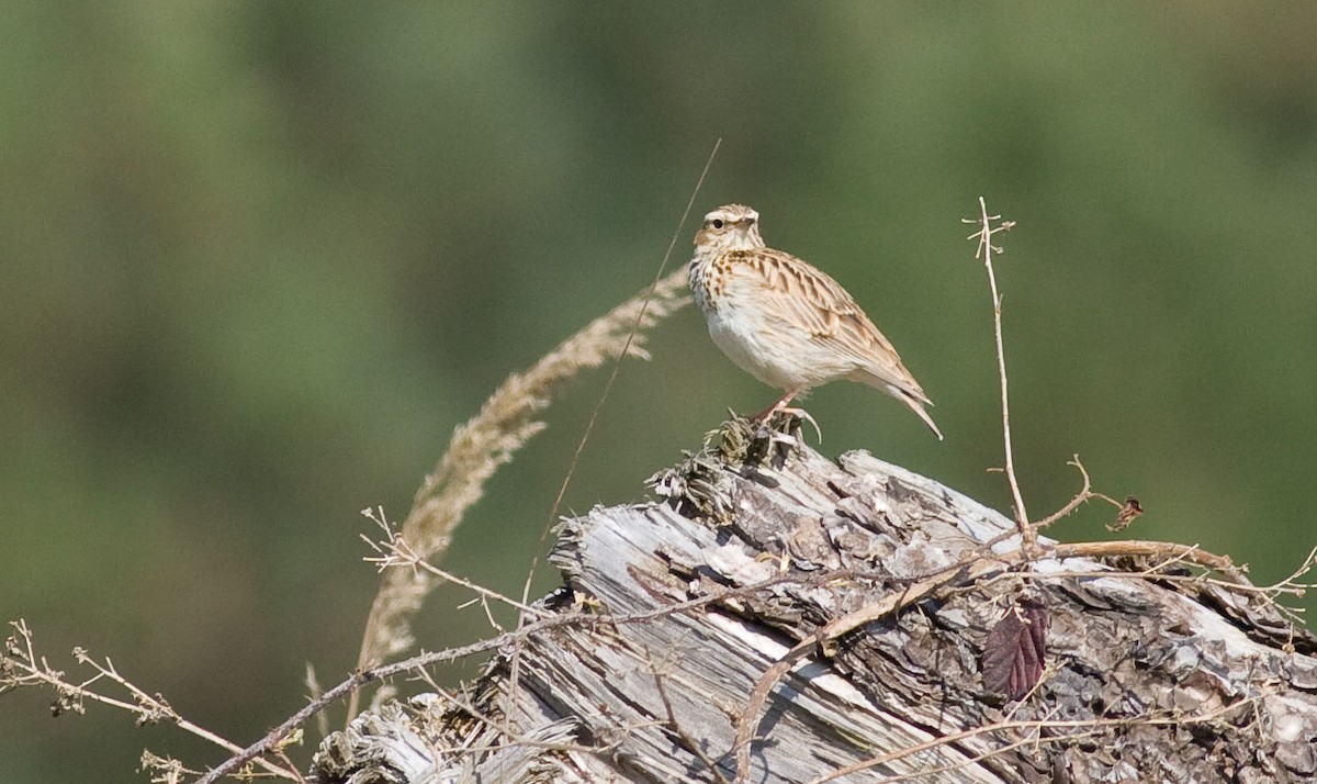 eBird Checklist - 26 Apr 2008 - Weeting Heath NNR - 18 species
