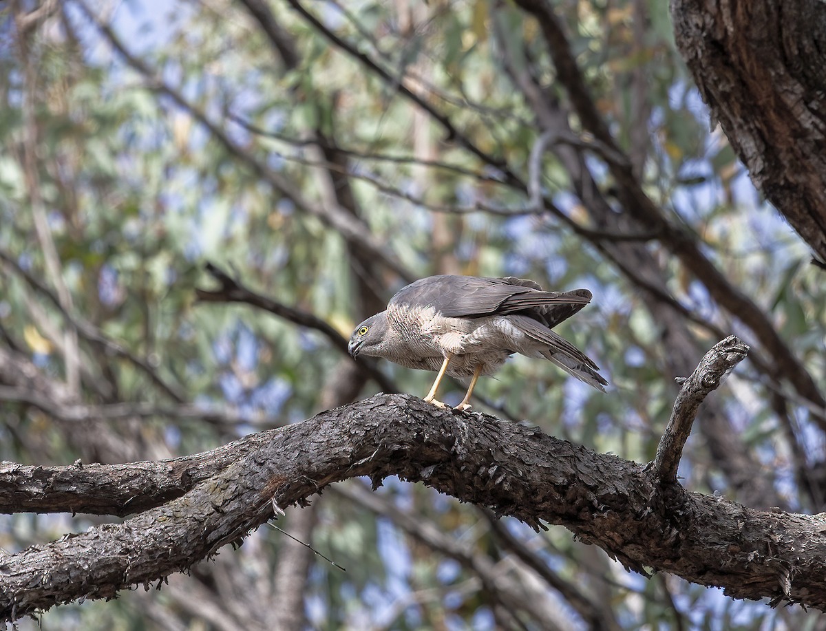 ML439837781 - Collared Sparrowhawk - Macaulay Library