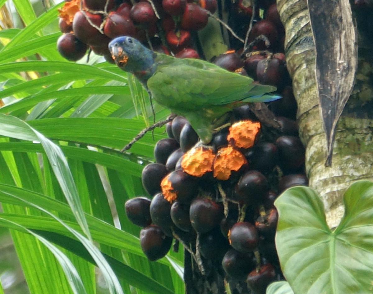 eBird Checklist - 20 Mar 2022 - Amazonía Lodge - 4 species