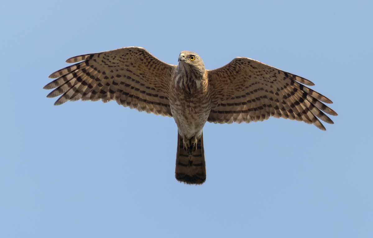 ML440283911 - Besra - Macaulay Library