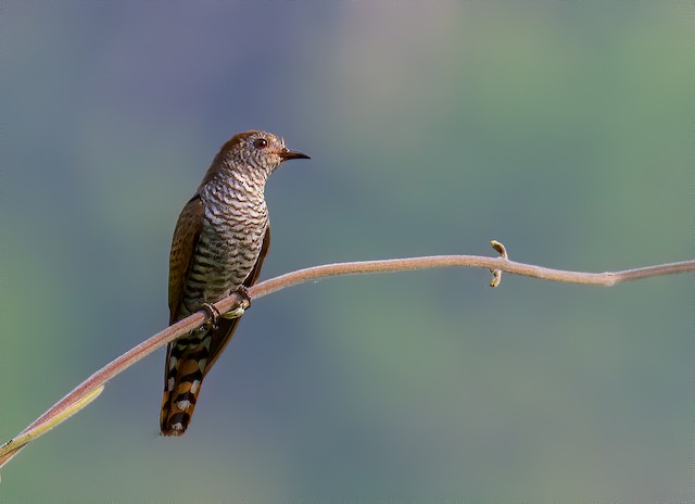 News - eBird India