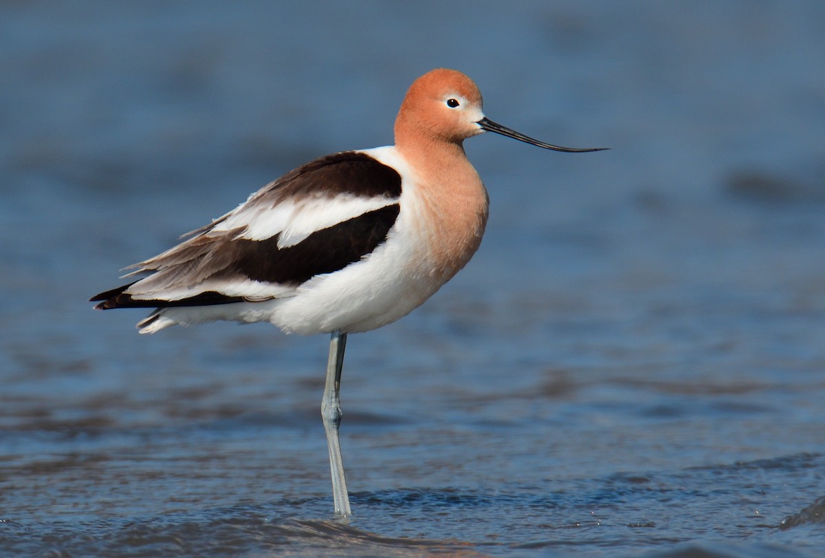ML440741511 - American Avocet - Macaulay Library