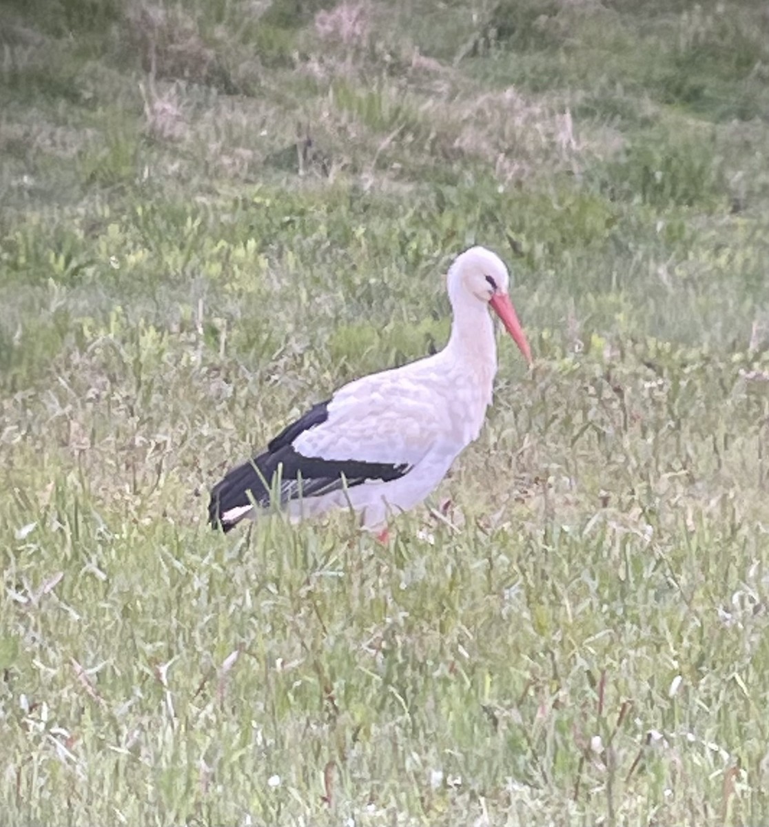 eBird Checklist - 27 Apr 2022 - Ouse Fen RSPB Reserve--Berry Fen - 38 ...