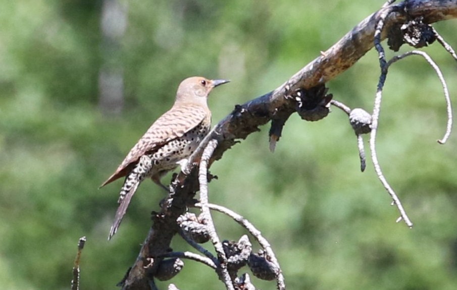 eBird Checklist - 27 Jun 2021 - Magic Mountain Ski Area - 26 species ...