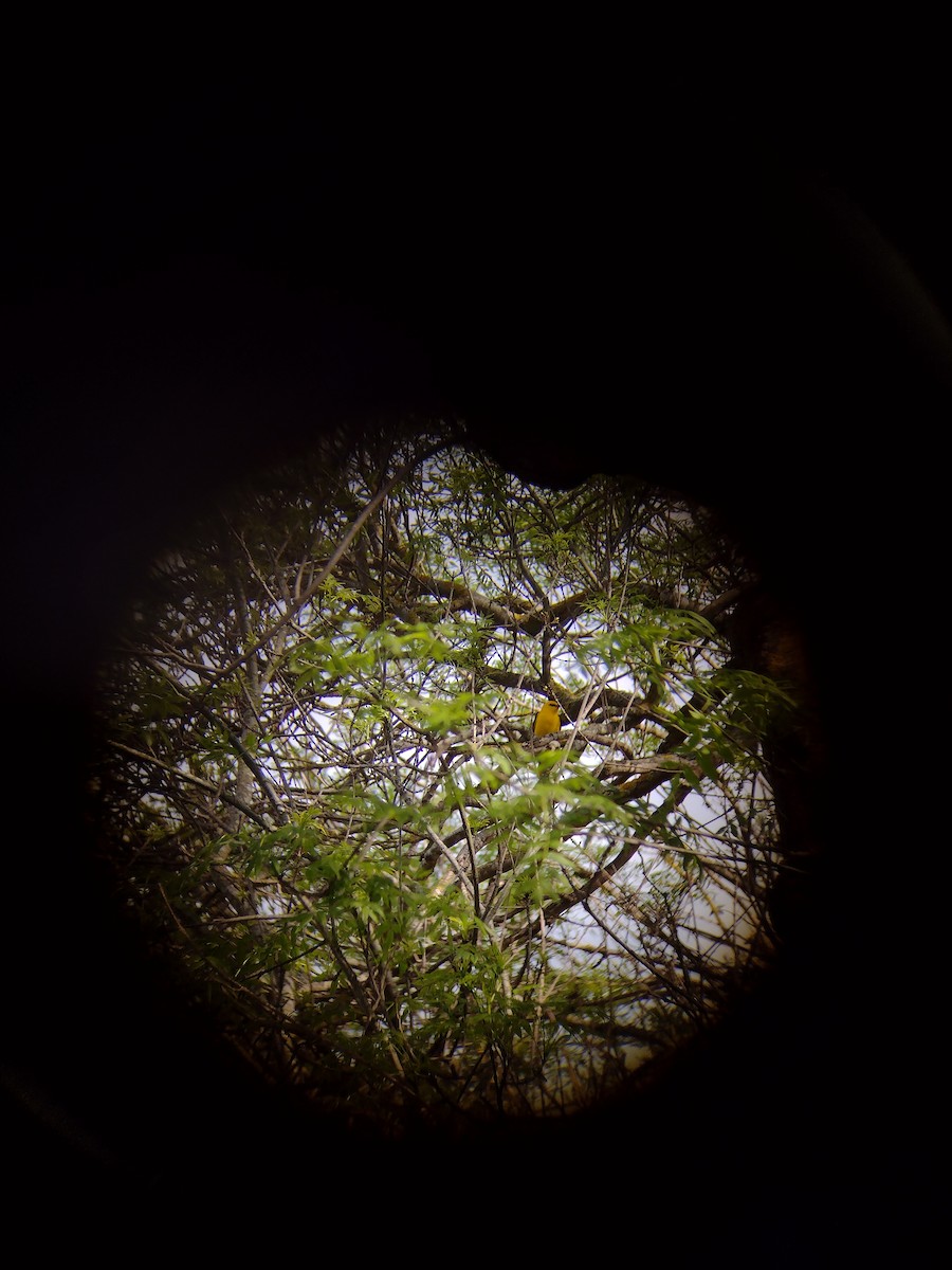 eBird Checklist - 27 Apr 2022 - Poda Protected Area - 43 species