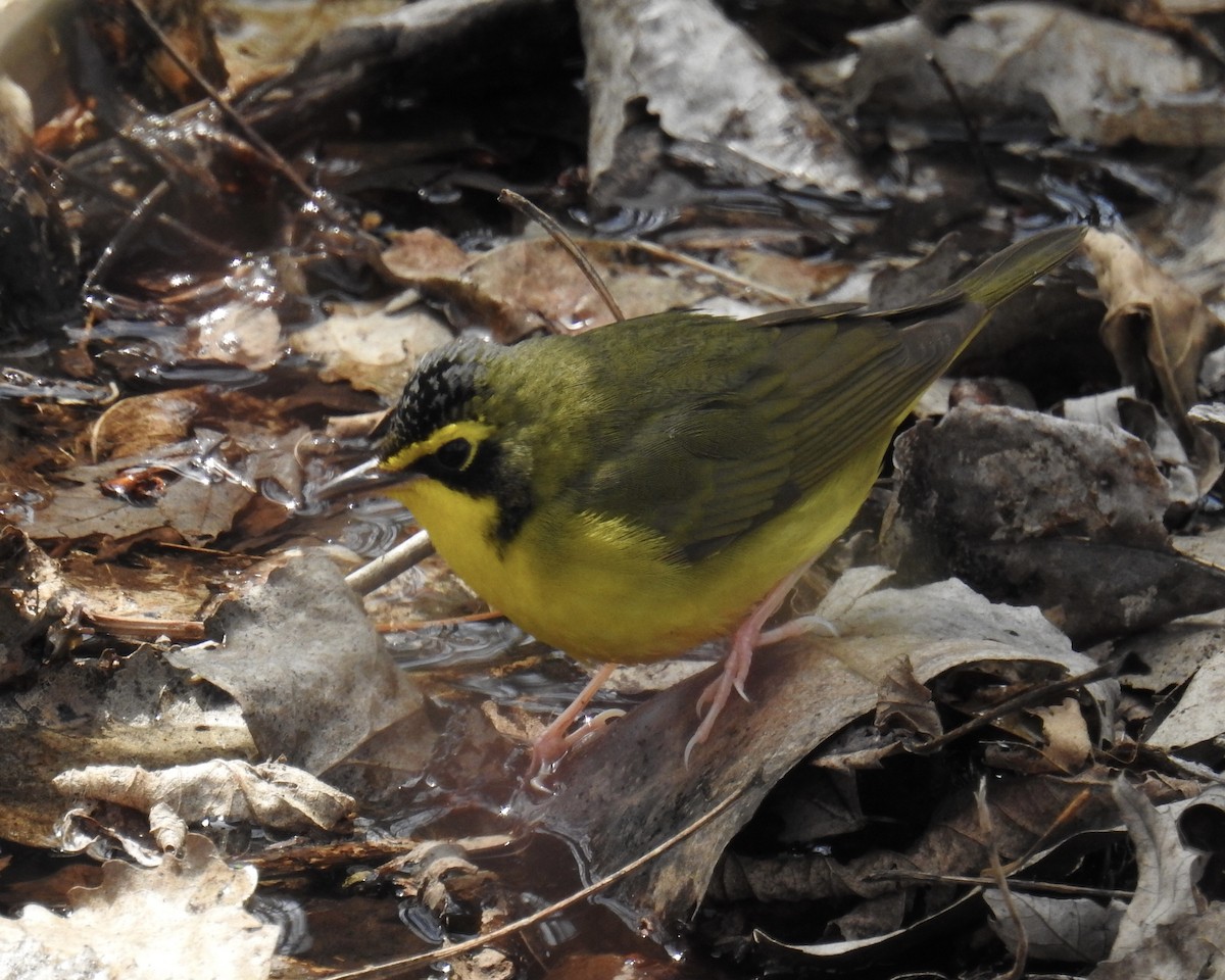ML440907971 - Kentucky Warbler - Macaulay Library