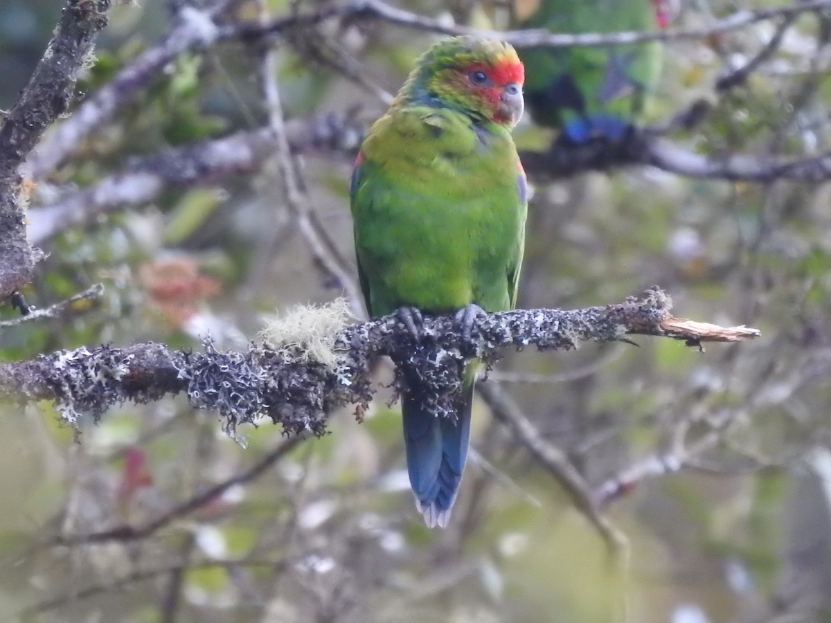 ML440964571 - Red-faced Parrot - Macaulay Library