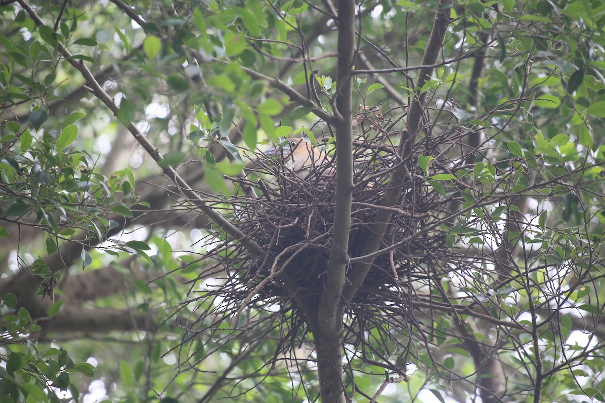 Taiwan Bird Atlas Checklist - 25 Apr 2022 - 台北--中國文化大學(Taipei--Chinese ...