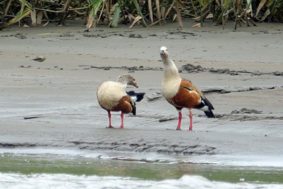 eBird Checklist - 23 Mar 2022 - Rio Madre de Dios--Manú Wildlife Center ...