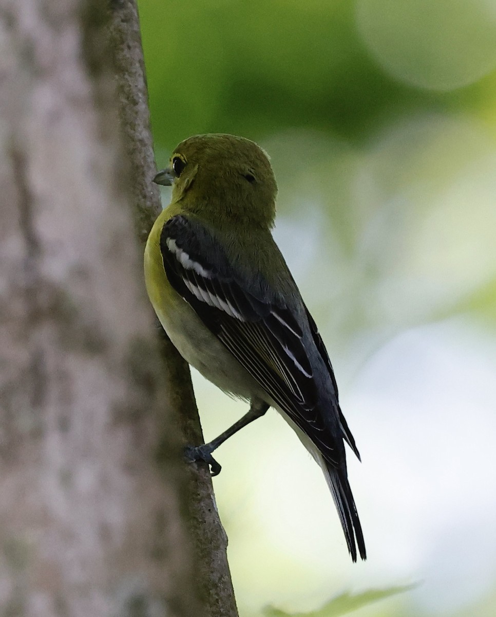 eBird Checklist - 1 May 2022 - Cross Creeks NWR - 33 species