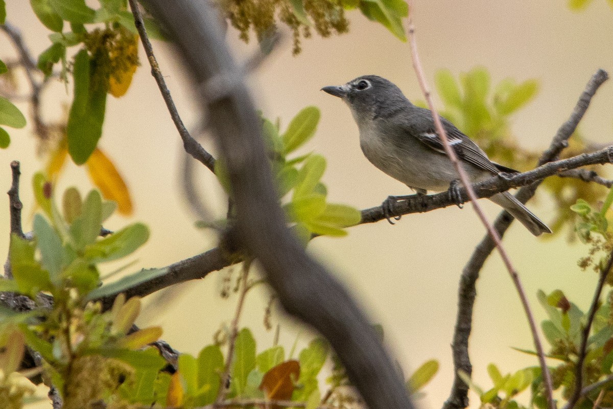 eBird Checklist - 19 Apr 2022 - Madera Canyon--Proctor Rd. - 5 species