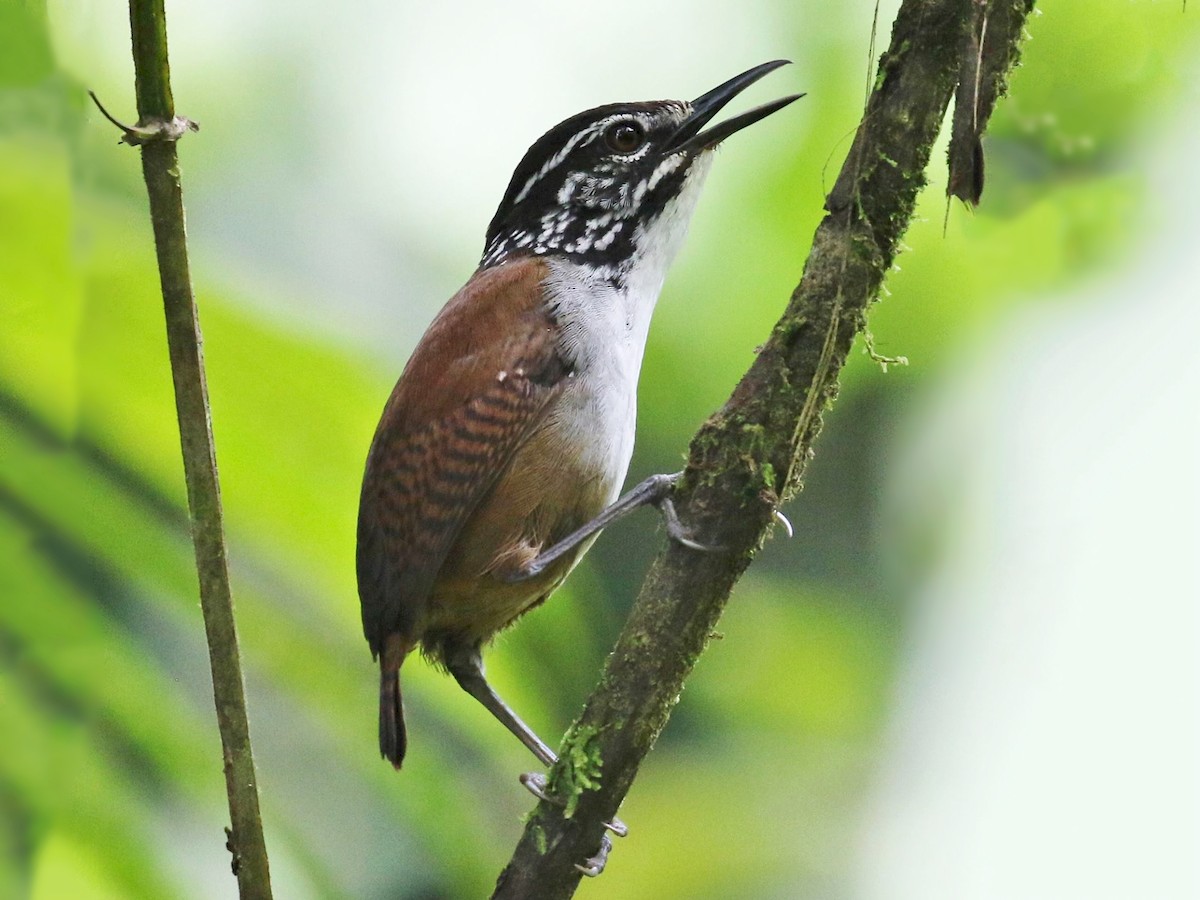 White-breasted Wood-Wren - Henicorhina leucosticta - Birds of the World