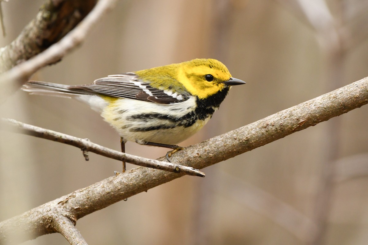 ML443256741 - Black-throated Green Warbler - Macaulay Library