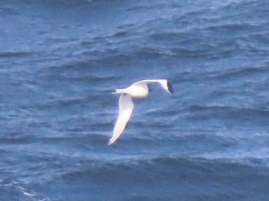 eBird Checklist - 26 Apr 2022 - TOOBCROOZ 04262022 G - 9 species (+2 ...