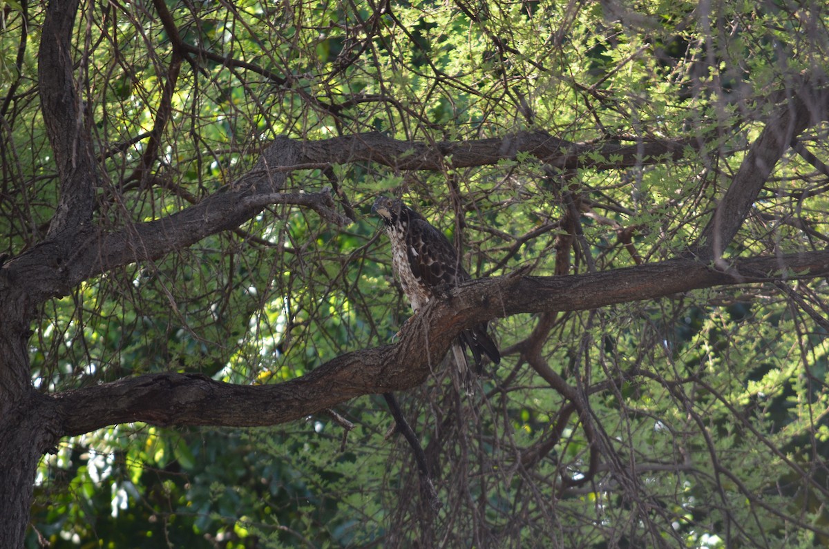 eBird Checklist - 15 Feb 2019 - Meru NP - 42 species (+1 other taxa)