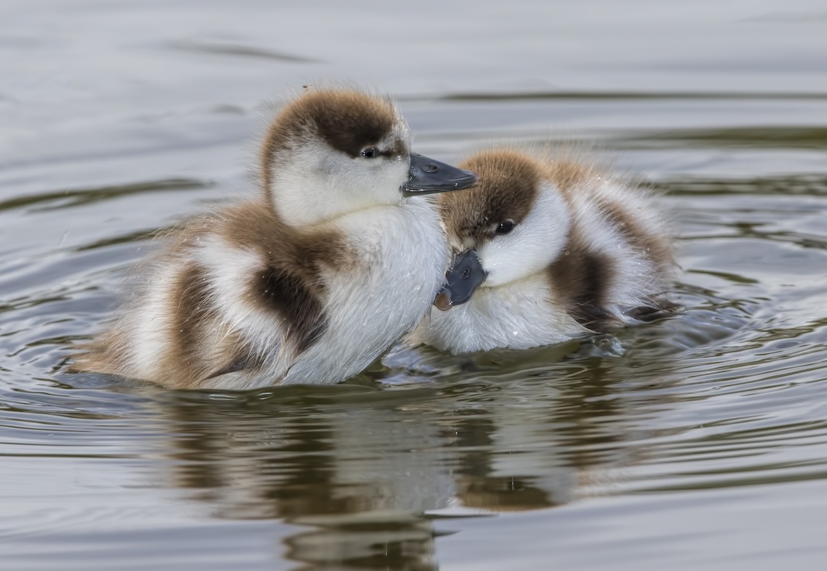 eBird Checklist - 26 Aug 2016 - Kings Park (Perth) - 13 species