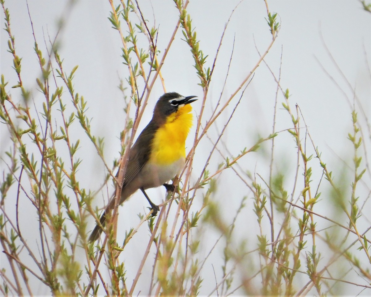 ML444057071 - Yellow-breasted Chat - Macaulay Library