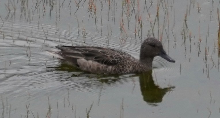 eBird Checklist - 22 Apr 2022 - PNN Sumapaz--Laguna Chisacá - 27 species