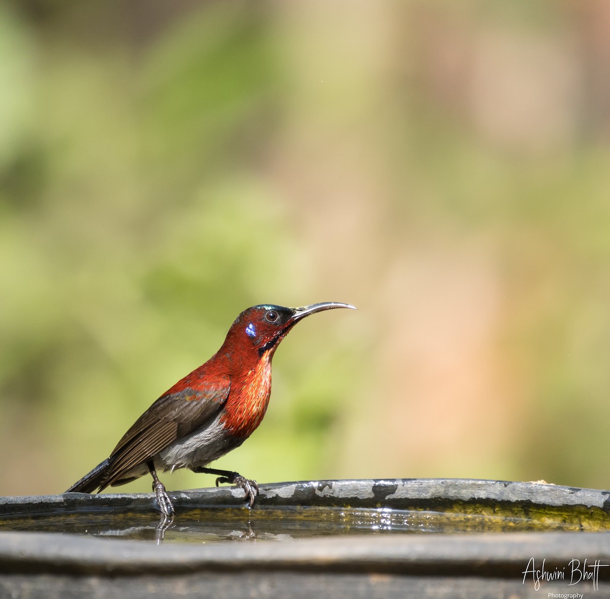 ML444401681 - Vigors's Sunbird - Macaulay Library