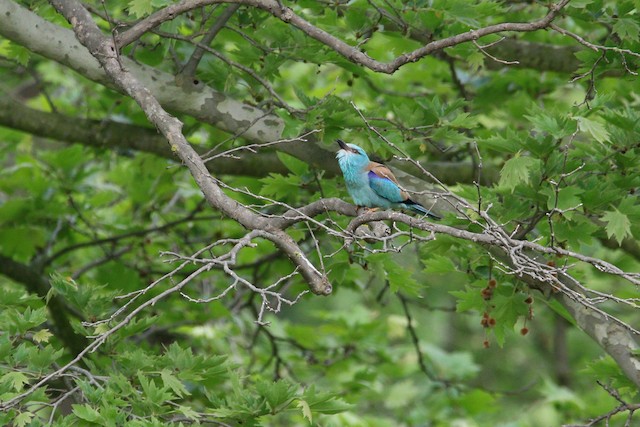 Better eBird Data: Complete Checklists, Splitting Up Large Lists, and the Infamous X - eBird Greece