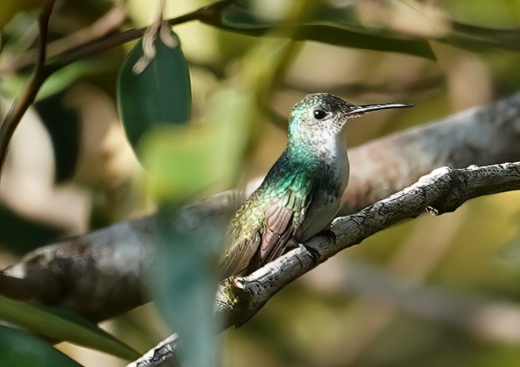 eBird Checklist - 26 Apr 2022 - Maloca/Observatorio Alejo - 11 species
