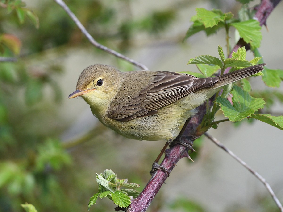 Melodious Warbler - Hippolais polyglotta - Birds of the World