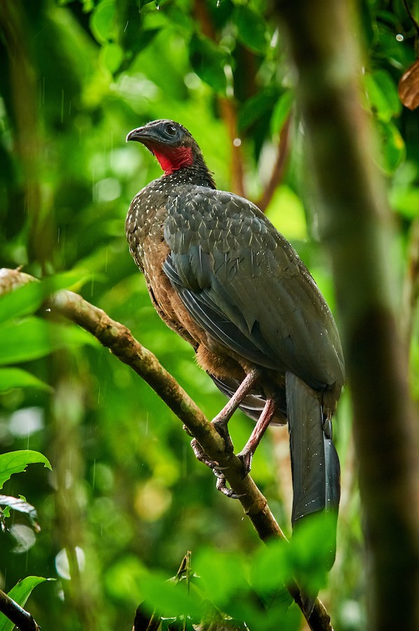 Spix's Guan (Spix's) - eBird