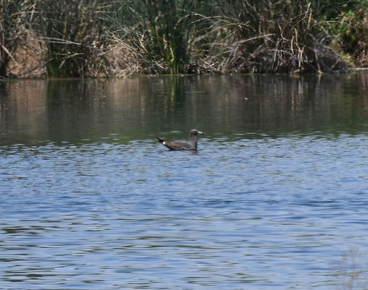 eBird Checklist - 6 May 2022 - Arthur Pack Regional Park - 10 species