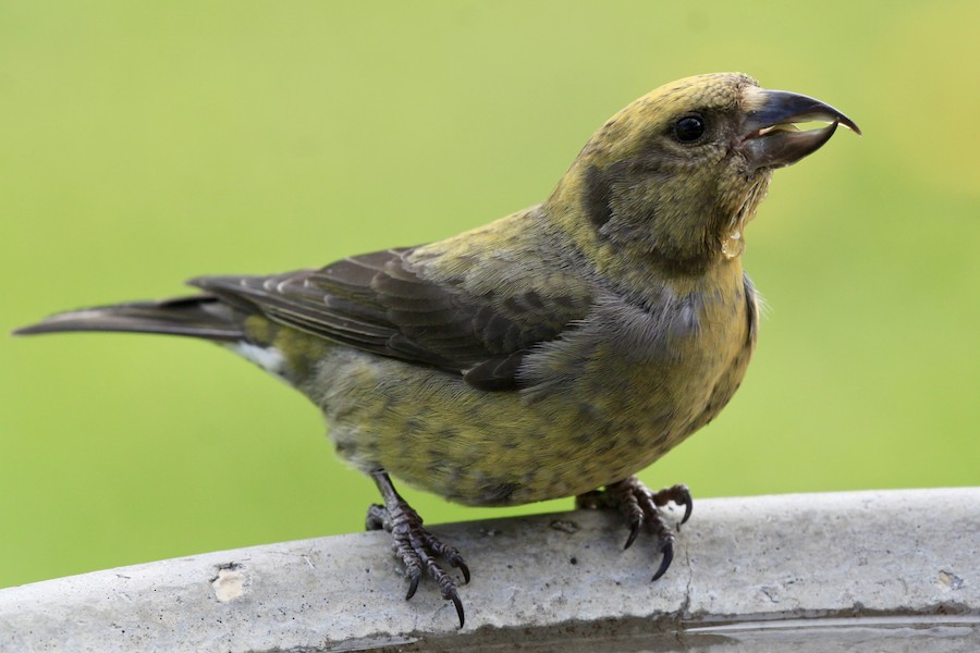 Red Crossbill (Douglas-fir or type 4) - eBird