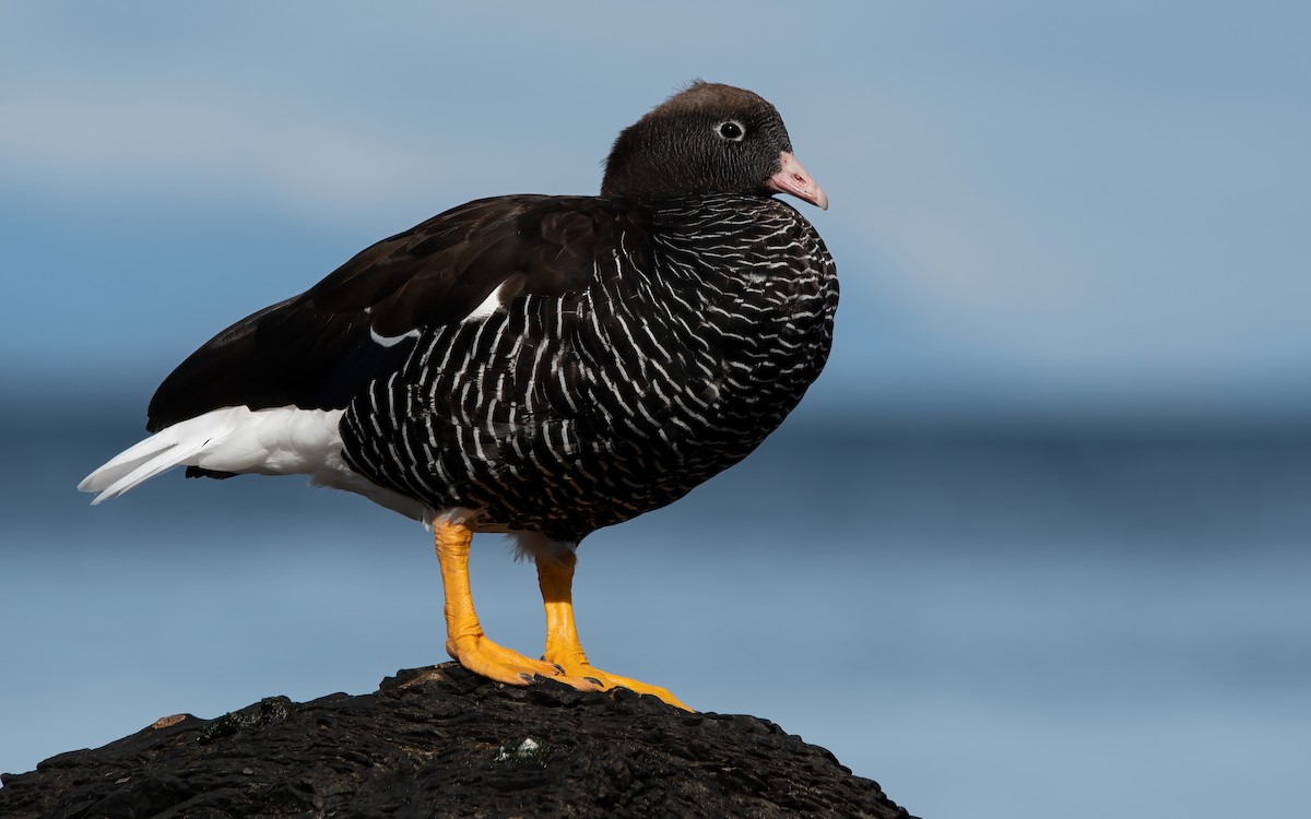 ML445445291 - Kelp Goose - Macaulay Library