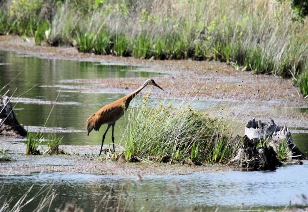 eBird Checklist - 7 May 2022 - Boiling Spring Lakes, NC - 29 species
