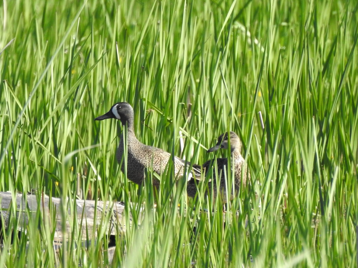 eBird Checklist - 7 May 2022 - Calumet City Prairie and Marsh Nature ...